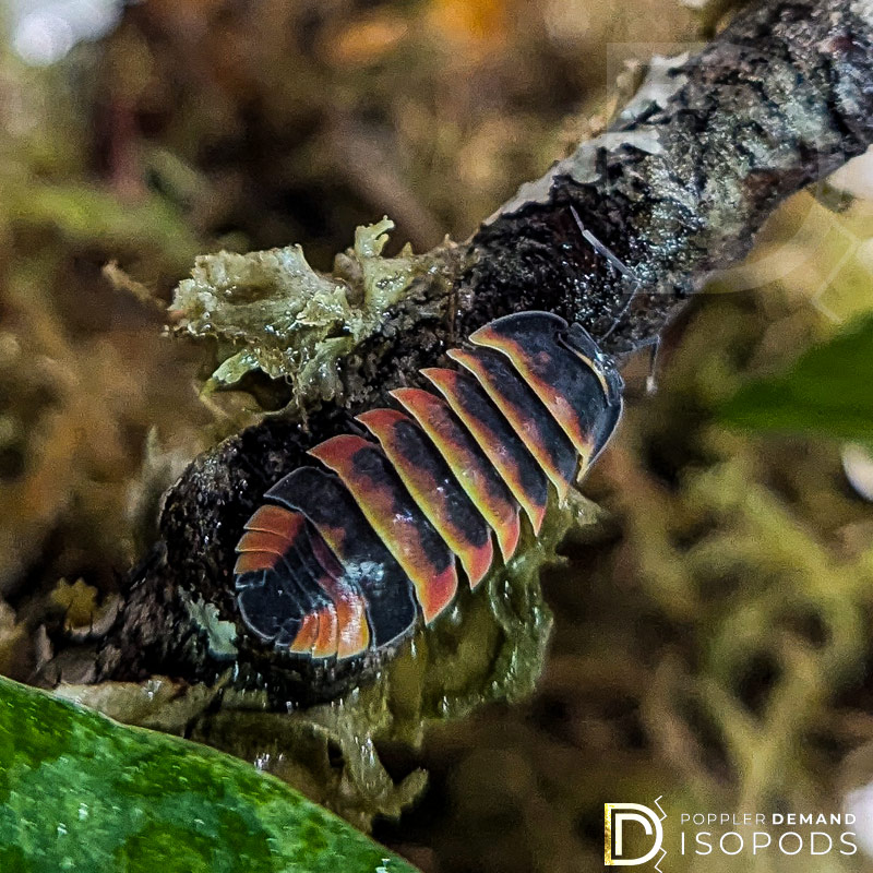 Ardentiella sp "Ember Bee" isopod - Poppler Demand Isopods